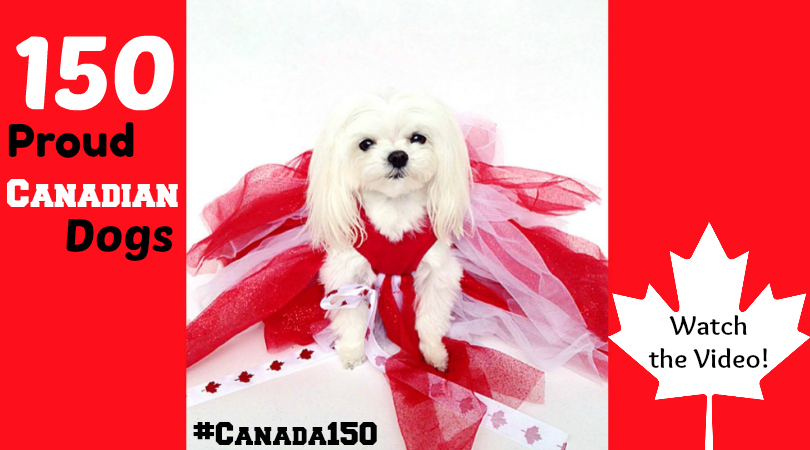 150 Adorable Canadian Dogs to Wish you a Happy Canada Day - The ...