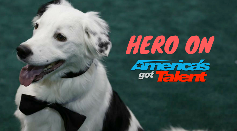 Don't Miss Sara and The Super Collies on AGT Finals.